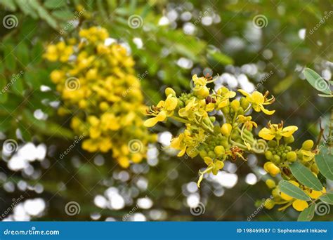Siamese Senna Or Cassia Flower Stock Image Image Of Blossom Natural