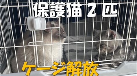 【保護猫2匹】お迎え1週間後の様子～初めてケージの外へ～ Youtube