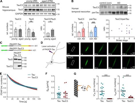 Dr Dennis Janning On Linkedin Caspase Cleaved Tau Is Senescence