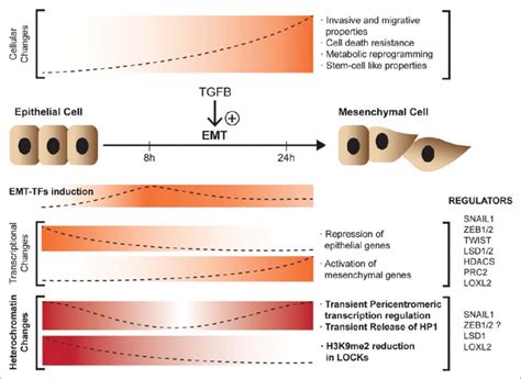 Chromatin Dynamics During Epithelial Mesenchymal Transition Emt