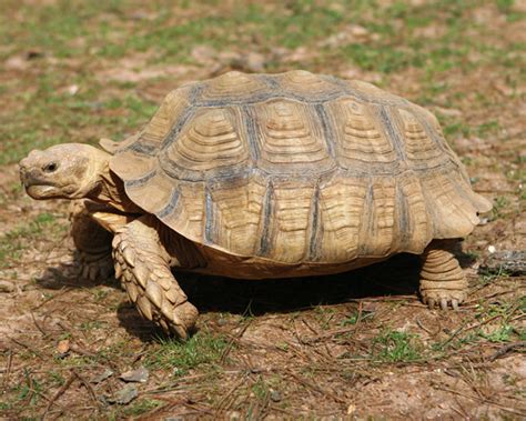 Tortoises The Lion Guard Wiki Fandom Powered By Wikia