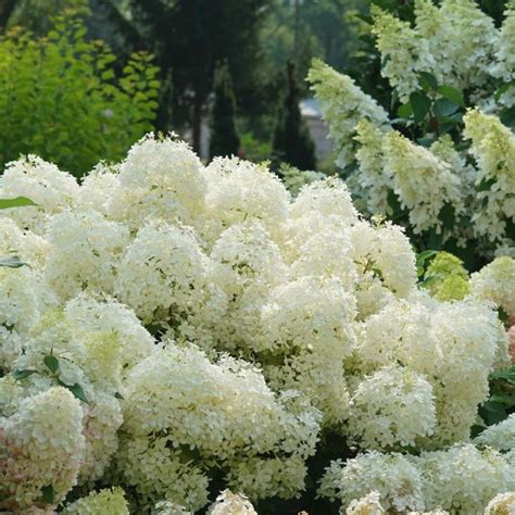 Magical® Ruby Snow Hydrangea Plant Addicts
