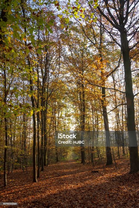 숲에서가 색 0명에 대한 스톡 사진 및 기타 이미지 0명 10월 11월 Istock
