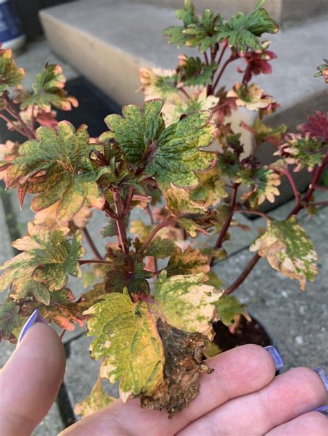 Whats Wrong With My Coleus R Plantclinic