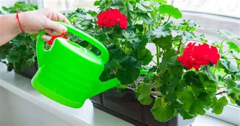 Um truque de mágica para fazer os gerânios florescerem o ano todo Dicas Para Nossa Casa