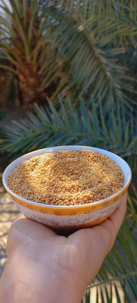 سان نخلستان کنجد تنوری