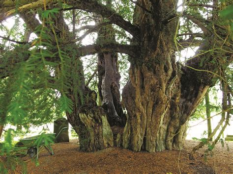 Discover The Ancient Mystique Of The Yew Tree In Churchyards