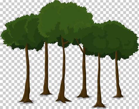 Tree Canopy PNG Clipart Canopy Grass Leaf Nature Plant Free PNG Download