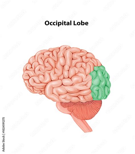 Occipital Lobe Medical Illustration Human Brain Anatomy Stock Illustration Adobe Stock