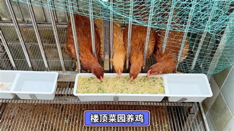 楼顶菜园养鸡 巧用豆渣做饲料能节省不少成本 鸡吃得还营养健康 YouTube