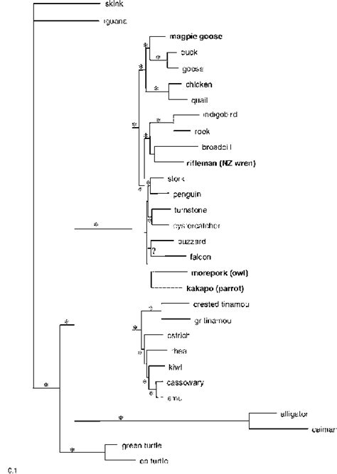 Avian Mrbayes Tree Rooted By Six Outgroup Taxa The Data Is The