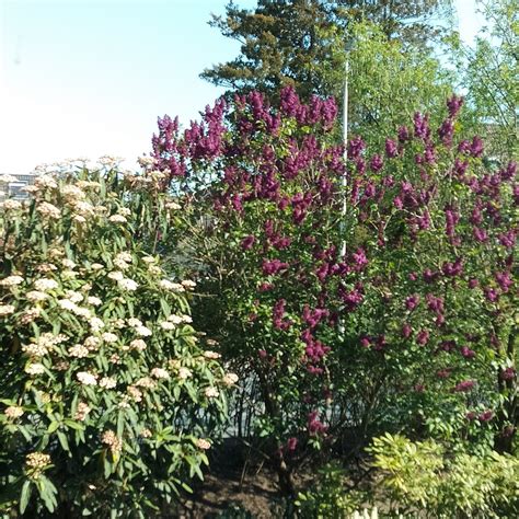 ライラックの花が満開のドイツ 『北ドイツにて』 アラ還エルカ 著
