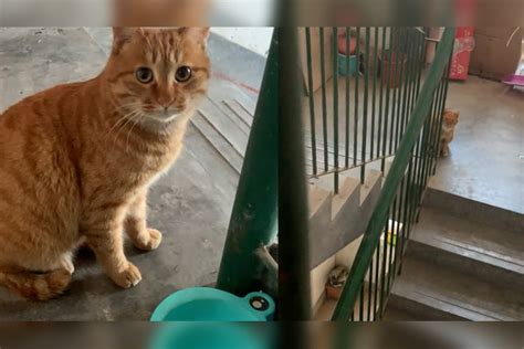 男子投喂1年的2只流浪猫，送来 大礼”：不吃口都感觉对不起它搞笑cp欢乐多萌娃萌宠笑翻天