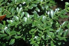 Holly Green Luster Japanese Holly Shopic