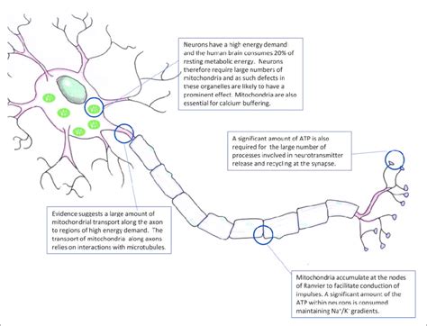 Mitochondria And Neuronal Function Mitochondria Are Essential For