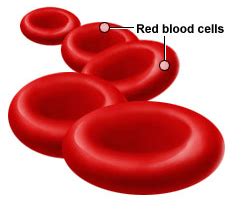 Fungsi Dari Eritrosit Sel Darah Merah KESEHATAN
