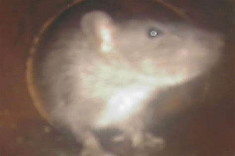 Ways To Prevent Rat Infestations Express Drainage Solutions