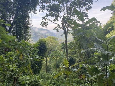 Chimpanzee Permit Booking Information Eco Adventure Safaris