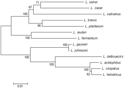 Phylogenetic Tree Based On The 16s Rrna Gene Sequences Of Lactobacillus