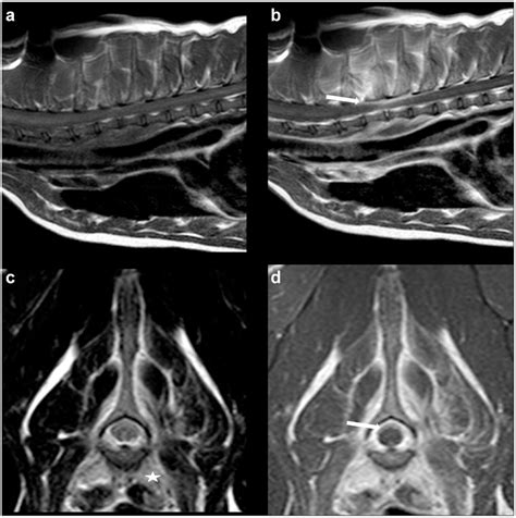 Demographics Clinical Findings And Diagnoses Of Cranial Thoracic Myelopathies T1 T6 Vertebrae