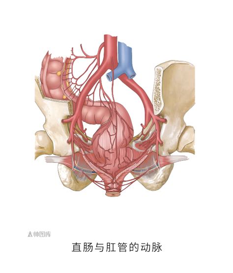 肛管 医学插画