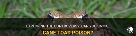 Exploring The Controversy Can You Smoke Cane Toad Poison Petshun Exploring The Controversy Can You Smoke Cane Toad Poison Petshun