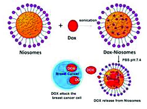Schematic Representation Of Dox Encapsulated Niosomes Download