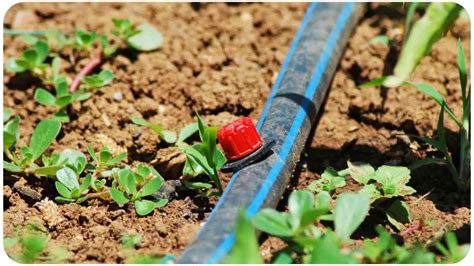 Netafim Drip Irrigation System Common Problems And Solutions Unified Garden
