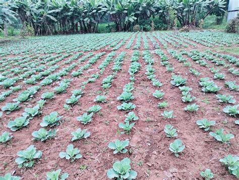 Basal Application Of Fertilizers Advantages And Disadvantages