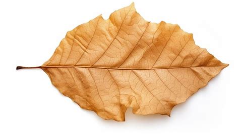 Premium Ai Image Dry Leaf Elevation Top View Isolated
