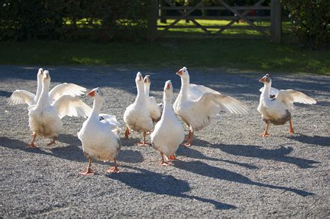 Loie Normande Écomusée De La Bintinais Rennes
