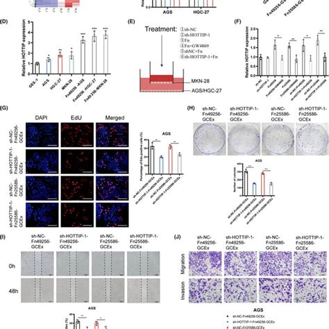 EphB2 Activates The PI3K AKT Pathway In Gastric Cancer GC Cells