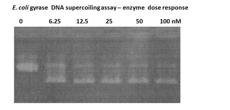 Gel Based E Coli Dna Topoisomerase Ii Gyrase Assay Kit Plus 100 For
