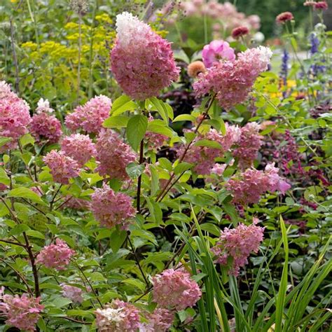 Hydrangea Paniculata Magical® Ruby Snow White Flower Farm
