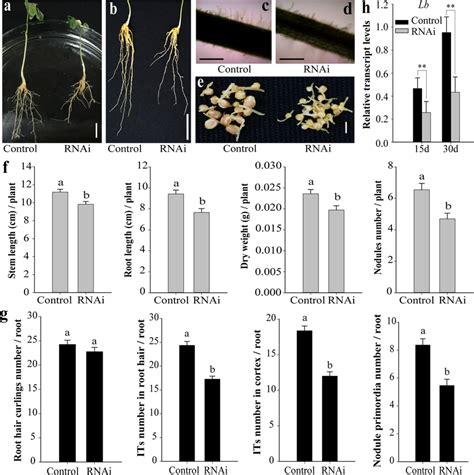 The Growth Phenotypes Infection Events And Nodulation Of Rpf107 Rnai