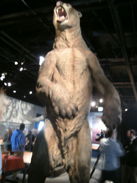 Giant Short Faced Bear Arctodus Simus Photo Of A Giant S Flickr
