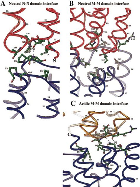 Dominant Interactions At The M1m1 Stacking Interfaces Close Up Views Download Scientific