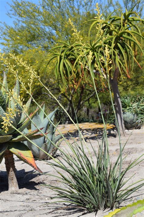 Hesperaloe Parviflora ‘red Yucca Rice Canyon Demonstration Gardens