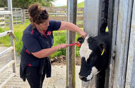 New Uses For Cow Wearables Trialled In Beef Herds