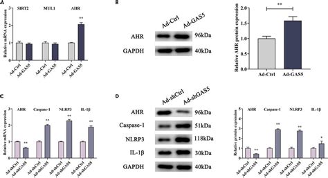 Ahr Is Involved In The Effects Of Gas5 Inhibited Hepatocyte Pyroptosis