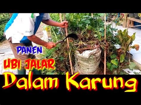Hasil Panen Ubi Jalar Dalam Karung Youtube