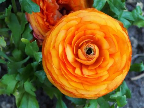 Ranunculus Wiki Danbooru