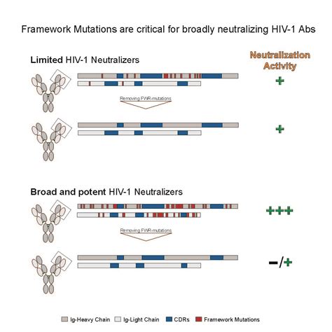 Hiv Antibodies That Are Worth The Wait