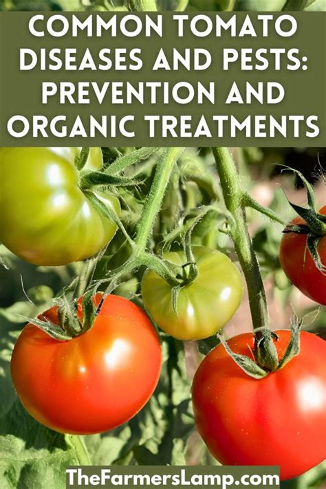Treat And Prevent Common Tomato Diseases And Pests Organically