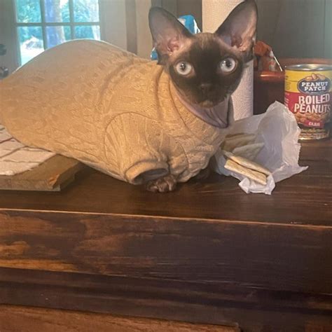 Sphynx Cat Shirt Sphynx Cat Clothes Hairless Cat Clothes One Arm Hole