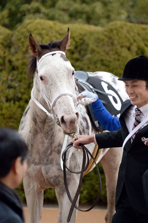 Aftet Race Buchiko 484kg Secretariat Horse Thoroughbred Race Horses