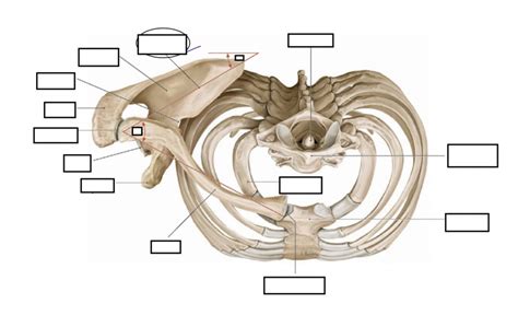 Shoulder Girdle Labeling Diagram Quizlet