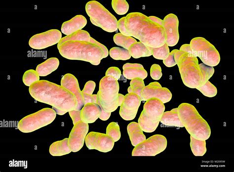 Prevotella Bacteriacomputer Illustrationprevotella Are Gram Negative