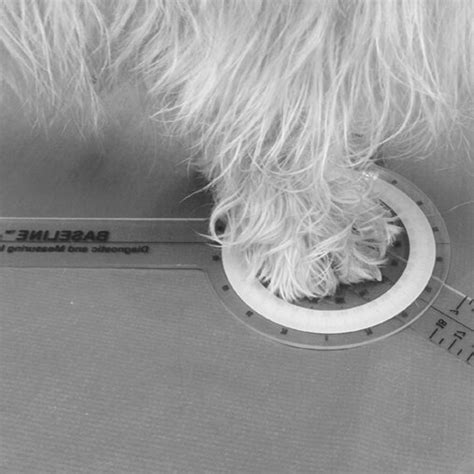 A 30 Cm Plastic Goniometer With Its Axis Placed Under The Metacarpal A 30 Cm Plastic Goniometer With Its Axis Placed Under The Metacarpal