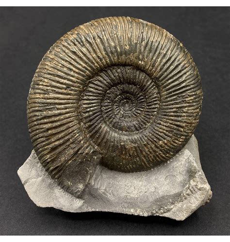 Fossils For Sale Fossils British Lower Jurassic Upper Lias